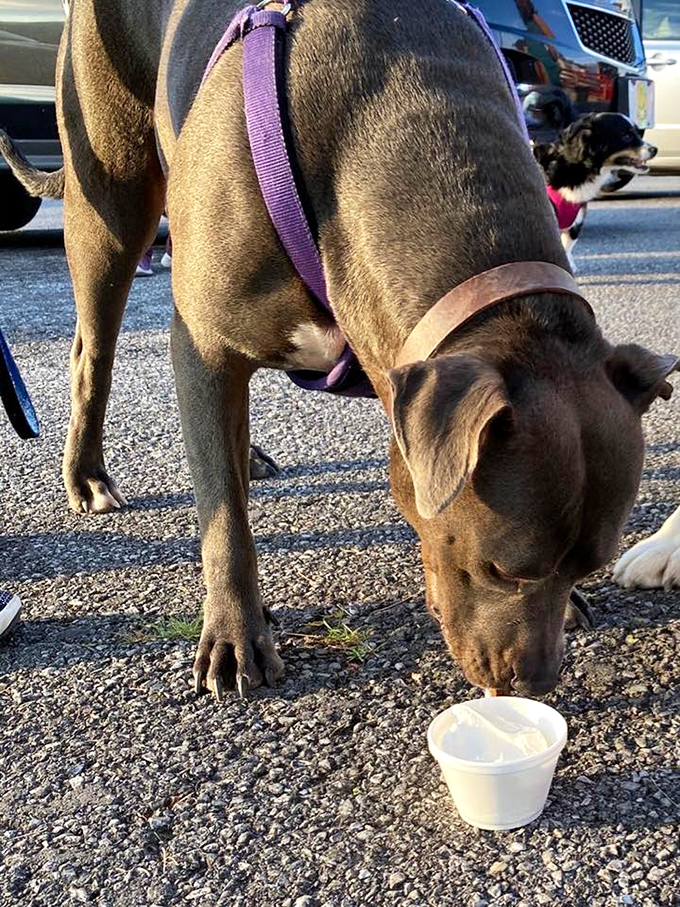Even four-legged friends get the VIP treatment at The Igloo. This pup's expression says it all: "I've found my happy place."