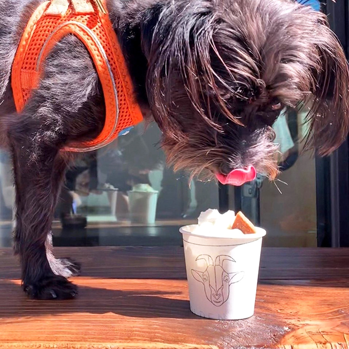 Even four-legged friends get the royal treatment with the "puppuccino," proving Golden Goat's hospitality extends to every species with good taste.