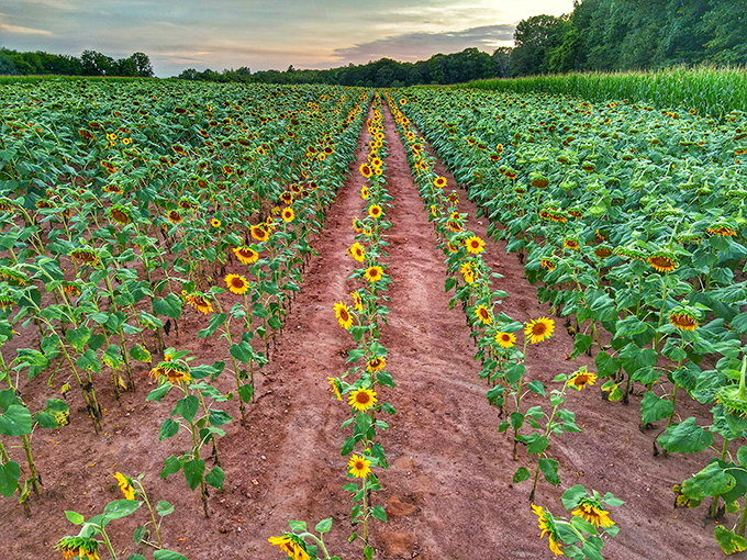 Summer in perfect alignment. Rows of sunflowers create natural pathways that lead the eye toward the horizon and the imagination beyond.