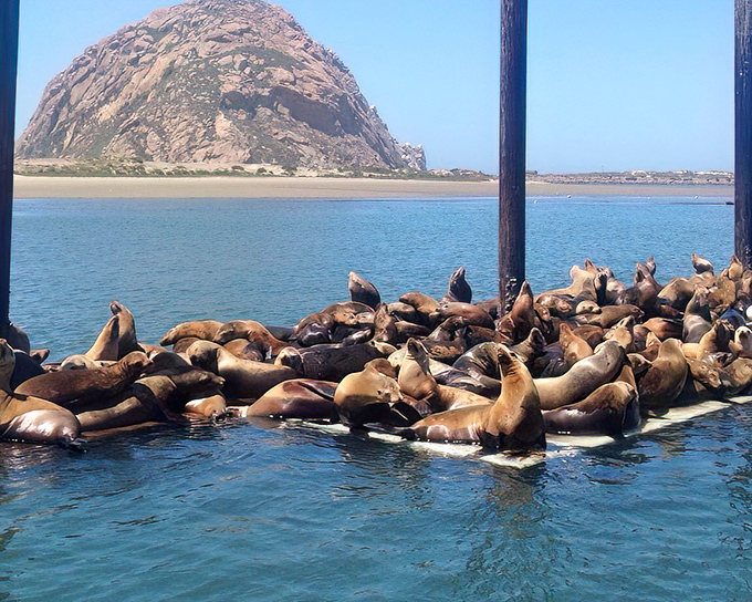 Sea lions pile together on floating docks, nature's most entertaining sunbathers performing a continuous comedy show against Morro Rock's majestic backdrop.