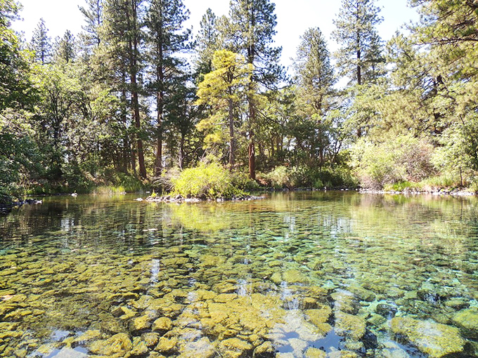 Crystal-clear springs bubble up through ancient lava, creating swimming holes that stay refreshingly cool year-round.