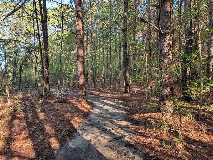 Nature's meditation spot: Sunlight dances on pine needles along this peaceful trail, inviting visitors to leave their worries behind.