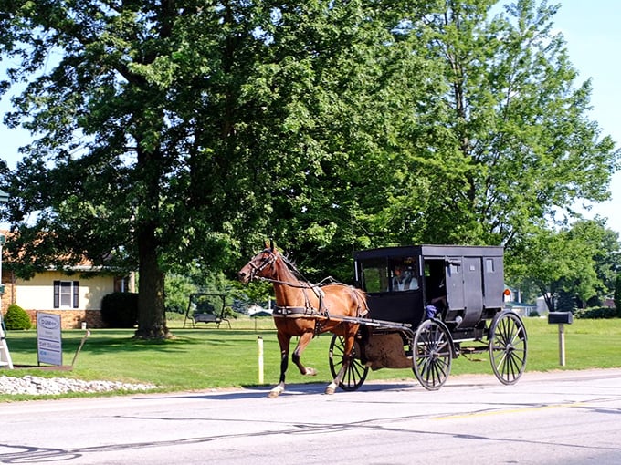 A classic Amish buggy trotting along &ndash; the original eco-friendly transportation with built-in four-legged horsepower.