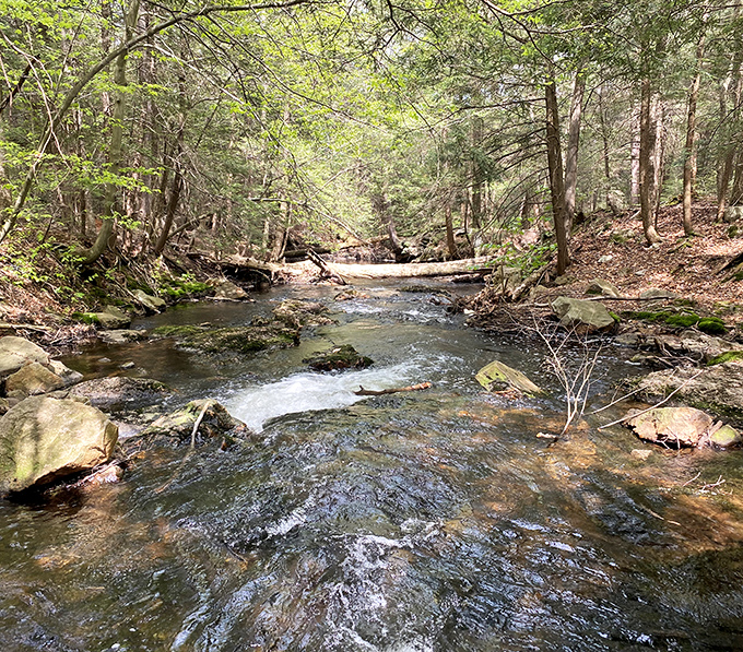 Kitchen Creek meanders through the forest like nature's own meditation app, offering peaceful pools and gentle ripples between the more dramatic falls.