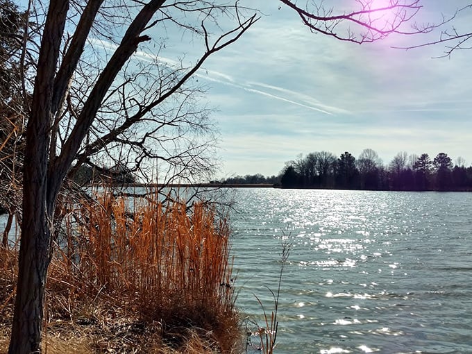Sunlight dances across the water like nature's own light show, while amber reeds stand guard along the peaceful shoreline.