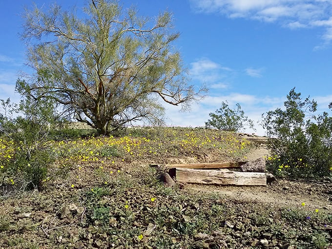 When wildflowers carpet the desert floor, even the most stubborn cacti start feeling a little romantic.