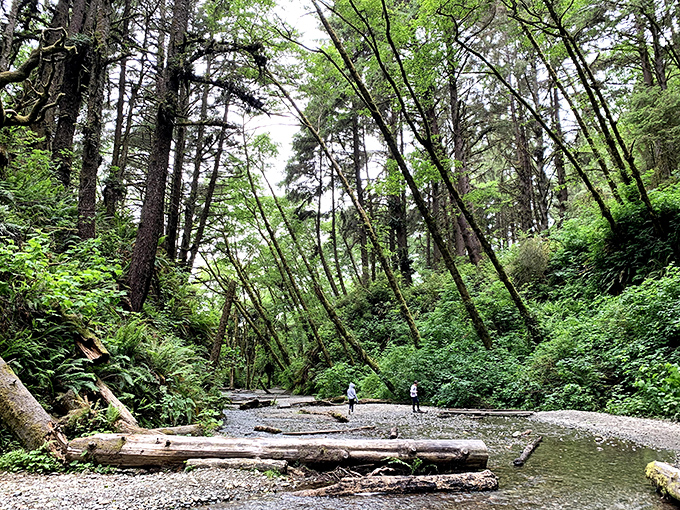 Hikers explore Fern Canyon's prehistoric landscape, where 50-foot walls draped in seven species of ferns starred in "Jurassic Park" for good reason.