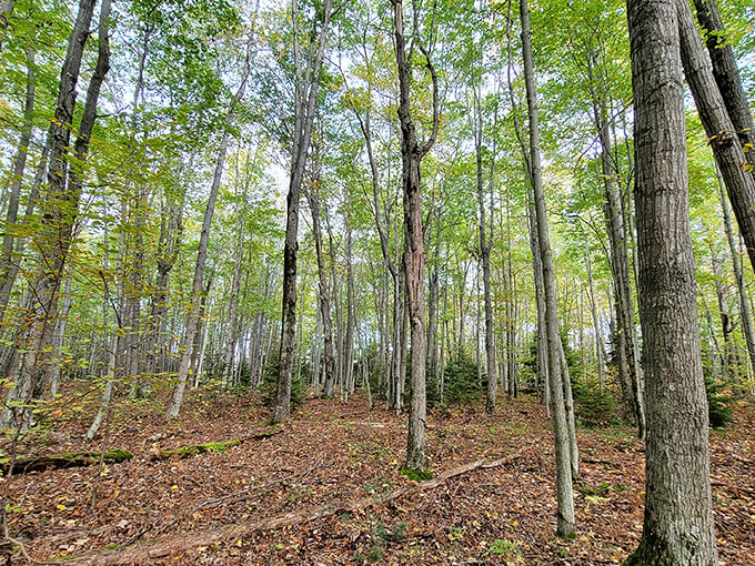 Nature's cathedral awaits. Towering hardwoods create dappled sunlight on the forest floor, where each step crunches satisfyingly through generations of fallen leaves.