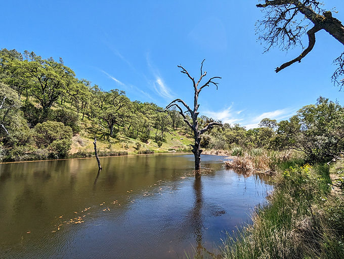 Two sentinel trees stand guard in crystal waters, as if auditioning for their own California tourism poster. Nature's perfect reflection pool.