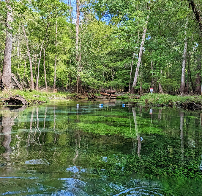 Where forest meets water in perfect harmony. This tranquil corner of the spring run offers a masterclass in Florida's natural serenity.