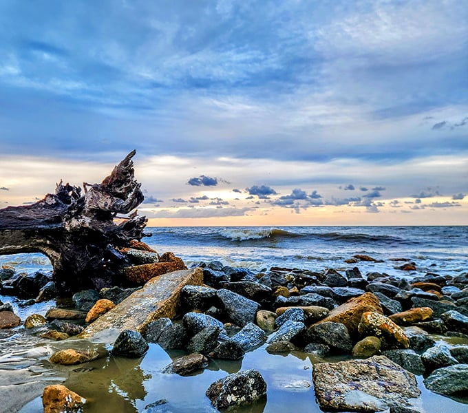 Where land meets sea in dramatic fashion &ndash; ancient wood sentinels stand guard over a rocky shoreline as Atlantic waves roll in.