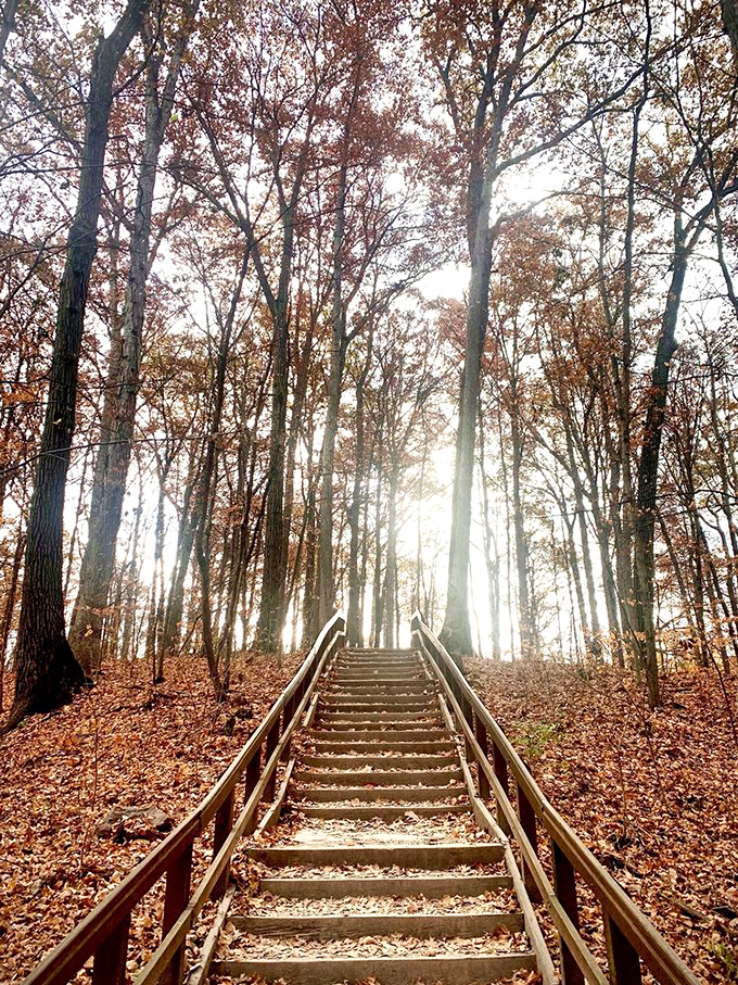 These wooden steps might as well be a stairway to heaven, with sunlight breaking through the canopy like nature's own spotlight.
