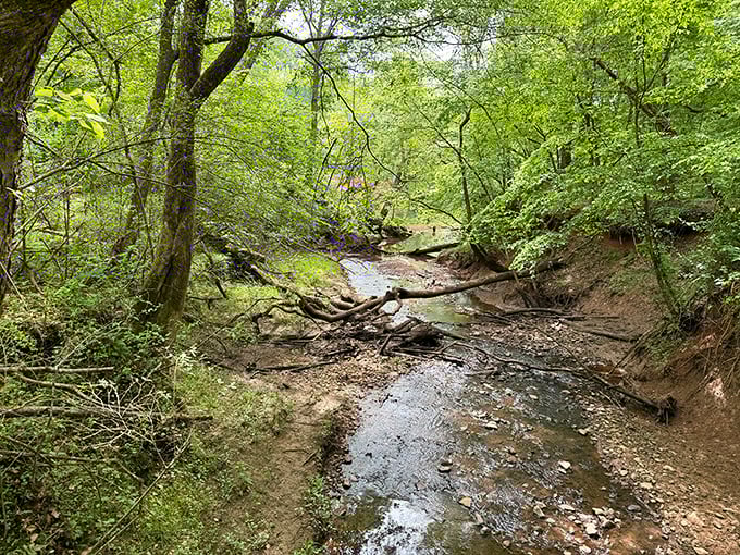 Nature's hidden waterways weave through the park like secret passages in an adventure novel. This creek whispers stories only patient hikers hear.