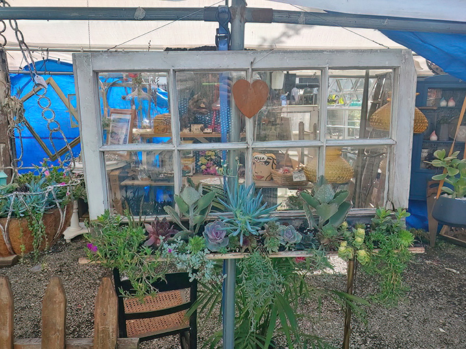 Who knew old windows could look so charming? This upcycled garden display proves yesterday's trash is today's Instagram-worthy treasure.