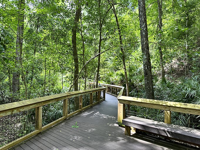 Where the forest meets the sky in perfect harmony. This boardwalk adventure feels like walking through a living postcard!
