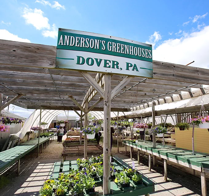 Anderson's Greenhouses transforms shopping into a sensory experience with vibrant blooms and garden treasures that promise to beautify any Pennsylvania backyard.