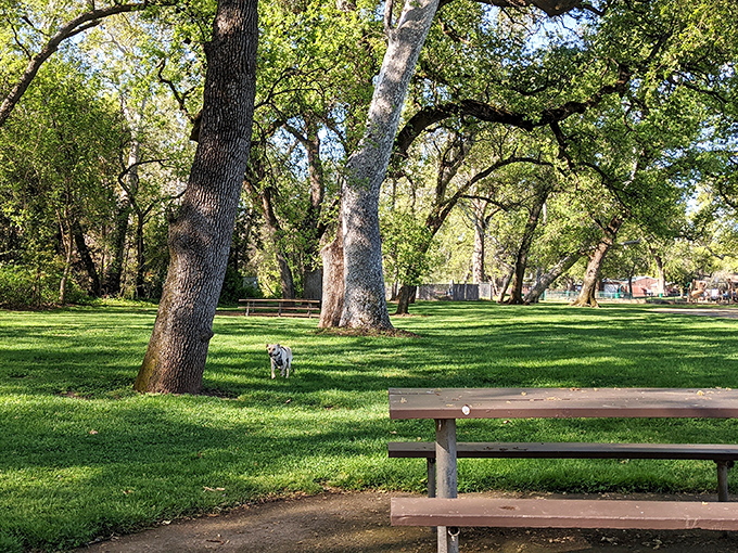 Bidwell Park's ancient oaks create nature's cathedral, where dogs and humans alike find sanctuary from life's chaos.