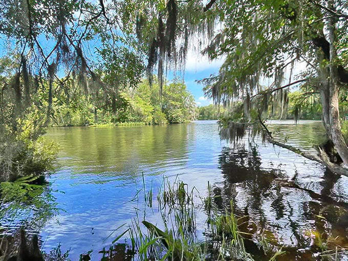 Spanish moss drapes over crystal waters like nature's own lace curtains. Florida's tannic waters create a mirror for the perfect blue sky.