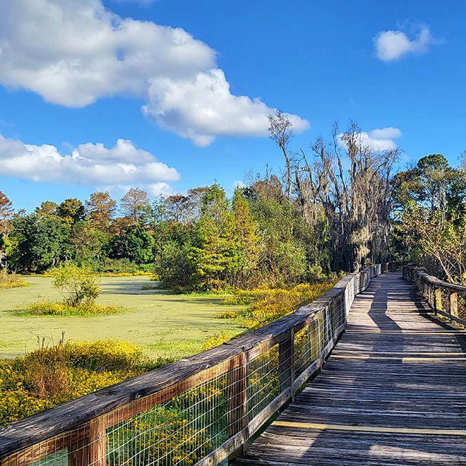 This wooden boardwalk invites you to wander through wetlands where alligators sunbathe like retirees who've figured out the secret to perfect relaxation.
