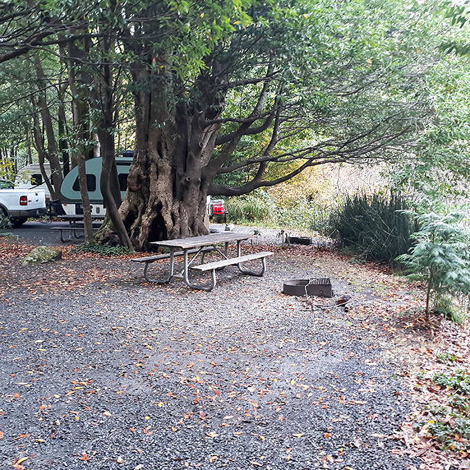 Campsites here feel like nature's own luxury suites, minus the overpriced room service and tiny soaps.