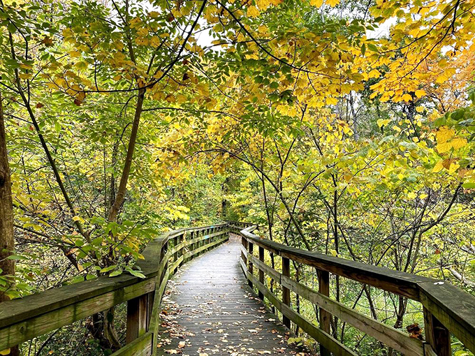 Fall foliage creates nature's perfect frame for this wooden boardwalk. Like walking through a painting that changes colors with each season.