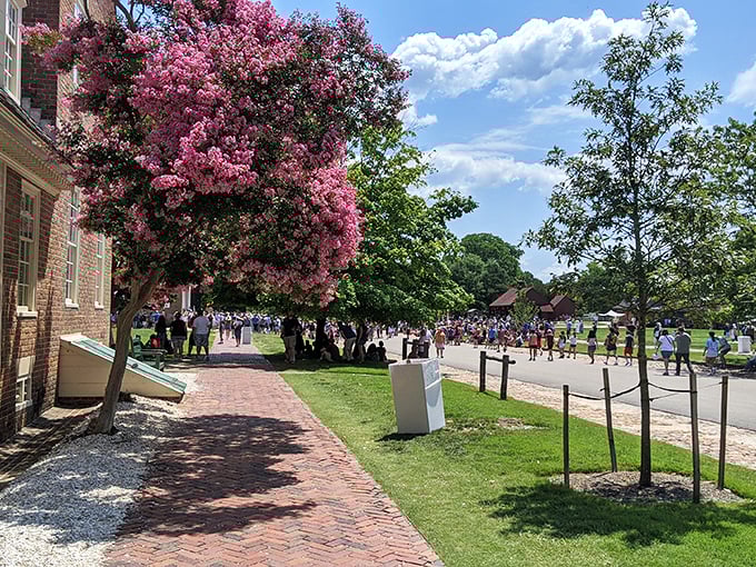 Spring brings a burst of pink crepe myrtle blossoms to frame Colonial Williamsburg's bustling streets, nature's way of dressing up history for its annual photo op.