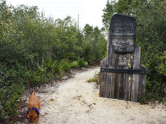 The entrance to adventure: where the sandy path meets wilderness and your smartphone suddenly seems like obsolete technology.