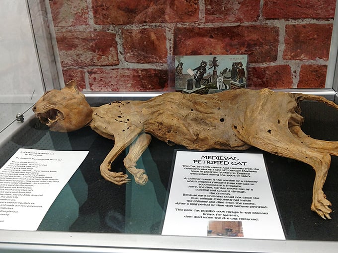 The medieval petrified cat display offers a fascinating glimpse into historical preservation practices, though definitely not the cuddle buddy you're looking for.