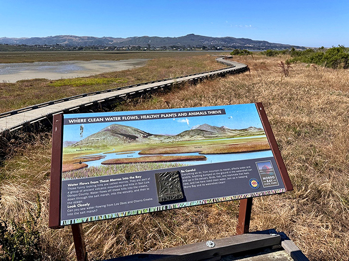 Where education meets recreation. Morro Bay's wetlands offer free biology lessons with every stroll&mdash;better than any nature documentary you'll find on Netflix.