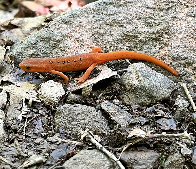 The Eastern red-spotted newt, Pennsylvania's tiny orange ambassador, pauses for his glamour shot. These little fellows are the forest's living jewels.