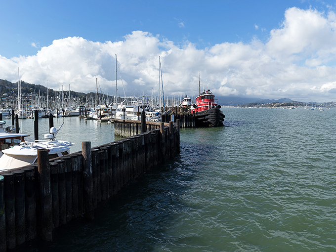 A forest of masts reaches skyward at Sausalito's marina, where boats of all sizes bob gently in the protected waters, waiting for their next adventure.