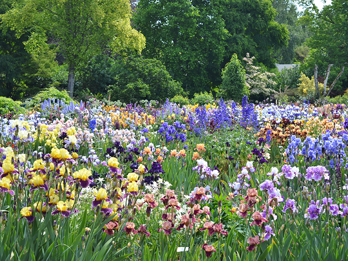 Schreiner's Iris Gardens explodes with color like Mother Nature's own paint palette gone wonderfully wild. Even colorblind visitors can't help but be impressed.