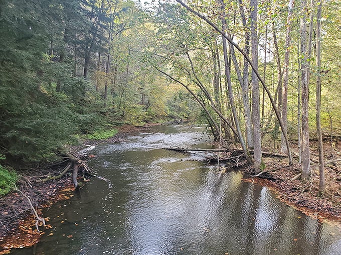 The Clear Fork of the Mohican River meanders through the forest like a silver ribbon. Its gentle current whispers stories of the land's rich history.