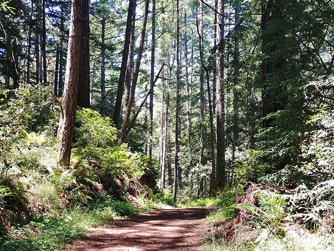 Sunlight filters through the canopy, creating nature's own light show. No tickets required, just comfortable shoes and a sense of wonder. 