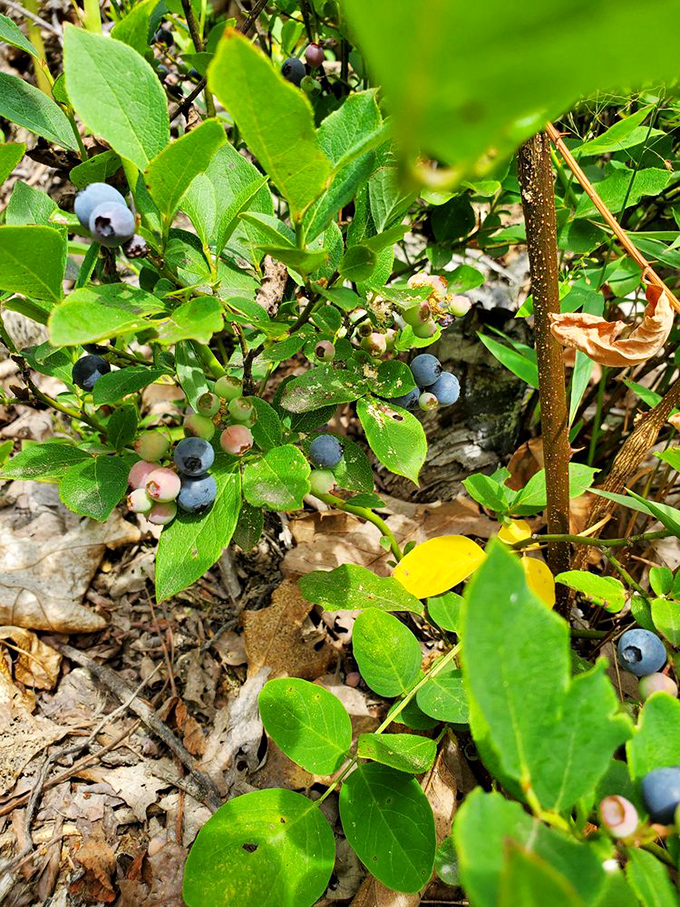 Wild blueberries hiding along the trails like nature's own treasure hunt for the observant wanderer.