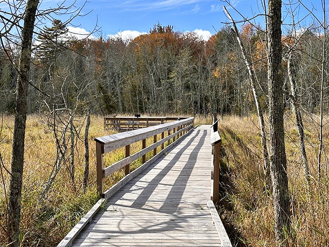 This wooden boardwalk invites exploration through autumn wetlands. Like a bridge between worlds, it guides visitors through ecosystems that have thrived here for millennia.