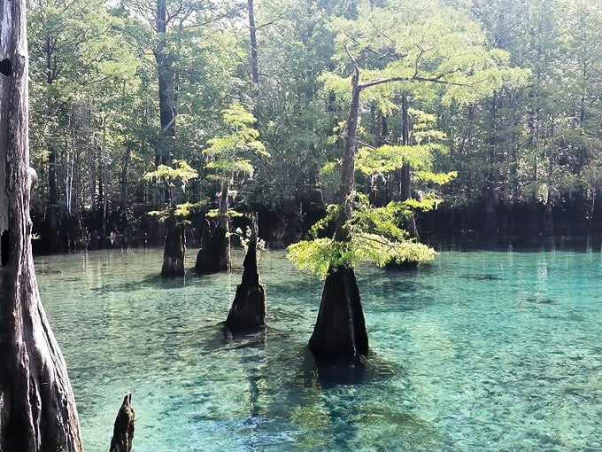 Cypress knees playing peek-a-boo in waters clearer than my retirement plans. Mother Nature showing off her best blue hues.