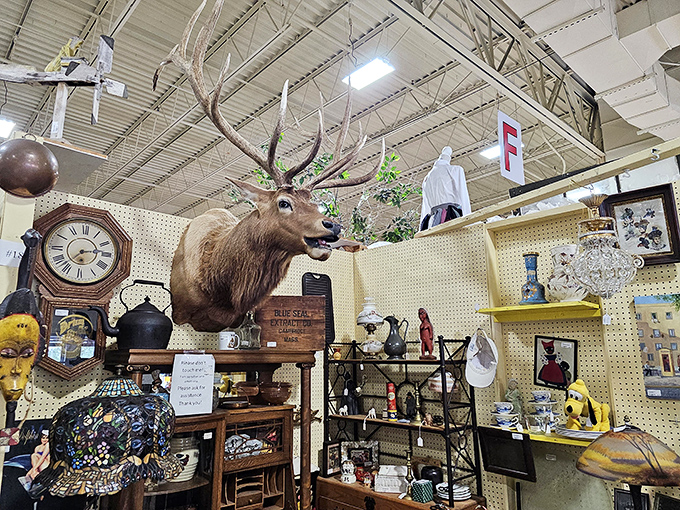 That mounted elk has seen more history than most of us. He silently watches shoppers hunt for treasures while probably thinking, "I used to do some hunting myself."