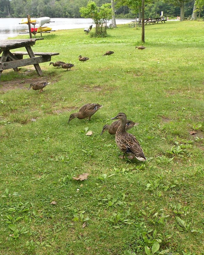 The welcoming committee waddles over to greet visitors. These feathered locals have mastered the art of looking adorably entitled.