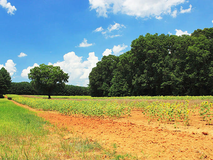 The early stages of summer's grand performance. Young sunflowers preparing for their moment in the spotlight against a backdrop of Carolina pines.