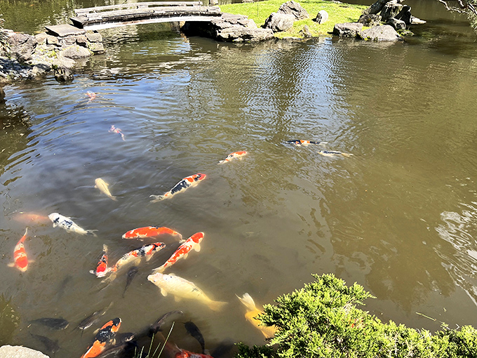 These koi aren't just swimming&mdash;they're performing an underwater ballet that's been running longer than most Broadway shows.