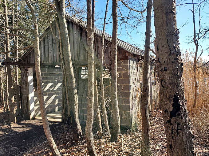This weathered structure tells silent stories of Chesapeake Bay's past, standing resilient against time and tides.