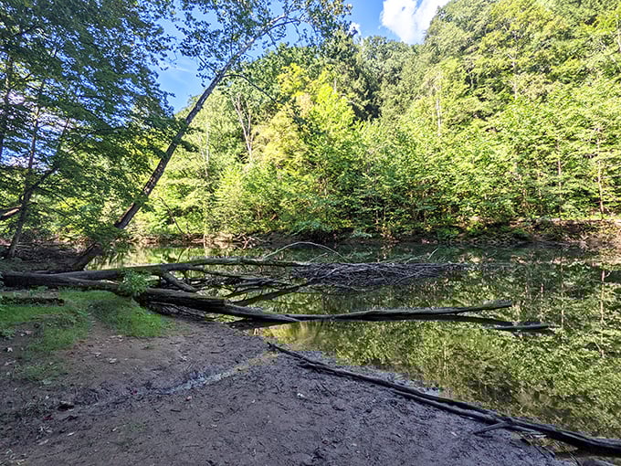 Mirror-like waters create perfect reflections of the forest canopy. Nature's own Instagram filter, no technology required.