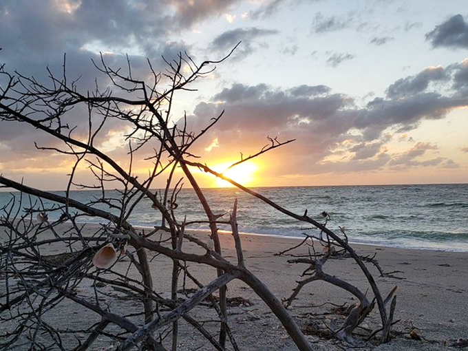 Nature's own light show puts Vegas to shame. No admission fee required, just the patience to sit still and witness magic.