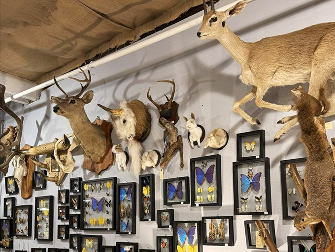 The taxidermy wall might raise eyebrows, but these preserved specimens represent a bygone era of natural history collection, artfully displayed alongside delicate butterfly specimens.