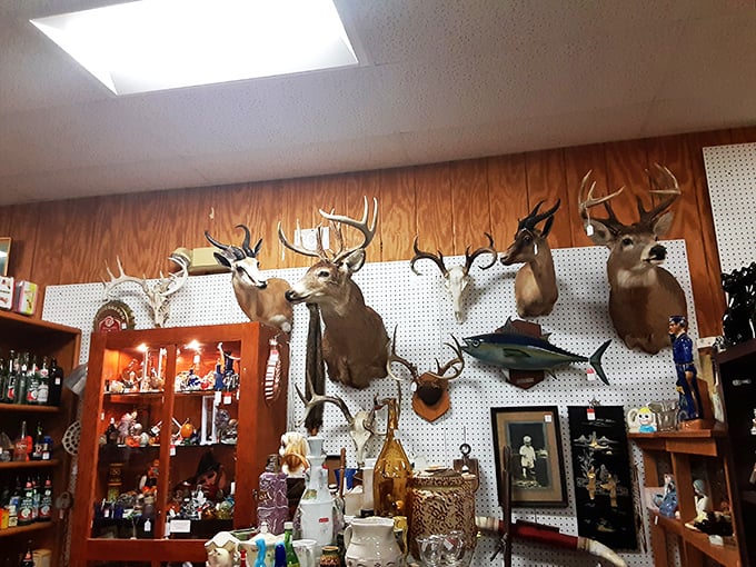 The taxidermy section offers a frozen wilderness safari—where deer eternally watch over collections of glassware, waiting for shoppers brave enough to make eye contact.