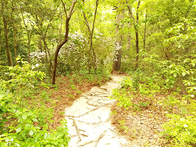 Stone pathways meander through dappled sunlight, inviting exploration like the opening chapter of a storybook adventure you can walk through.