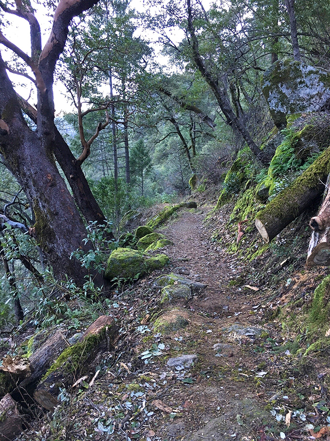 This moss-lined trail feels like walking through nature's hallway, with emerald-carpeted walls and a ceiling of intertwined branches.