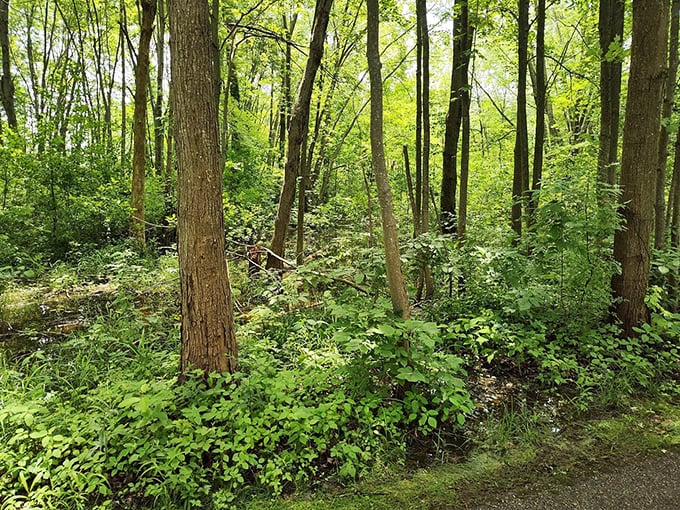 Nature's cathedral &ndash; sunlight filters through a verdant canopy, creating a peaceful sanctuary where the only sound is the whisper of leaves.
