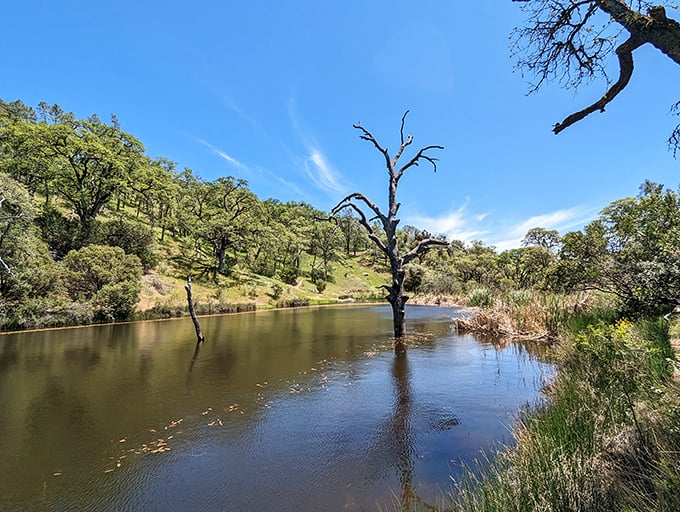Rolling golden hills stretch endlessly, proving California's countryside rivals any European postcard you've ever seen.